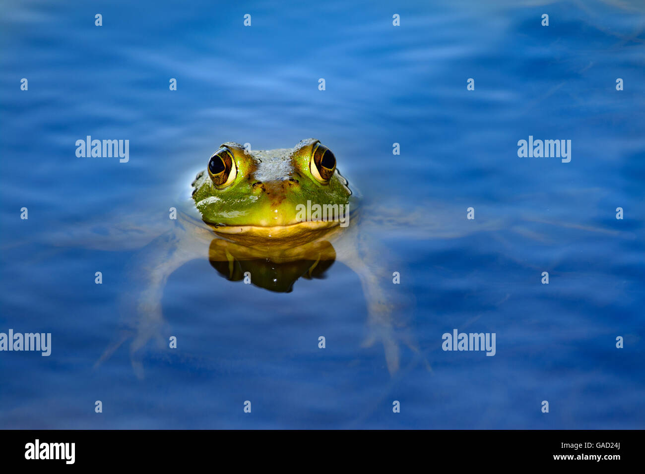 American bullfrog (Lithobates catesbeianus) in pond with head and eyes ...