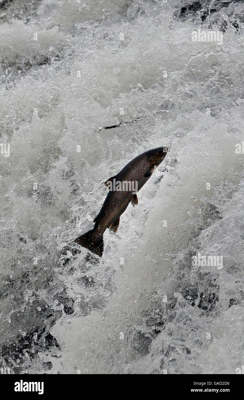 Standalone photo salmon leaps through the ettrick water near selkirk hi ...