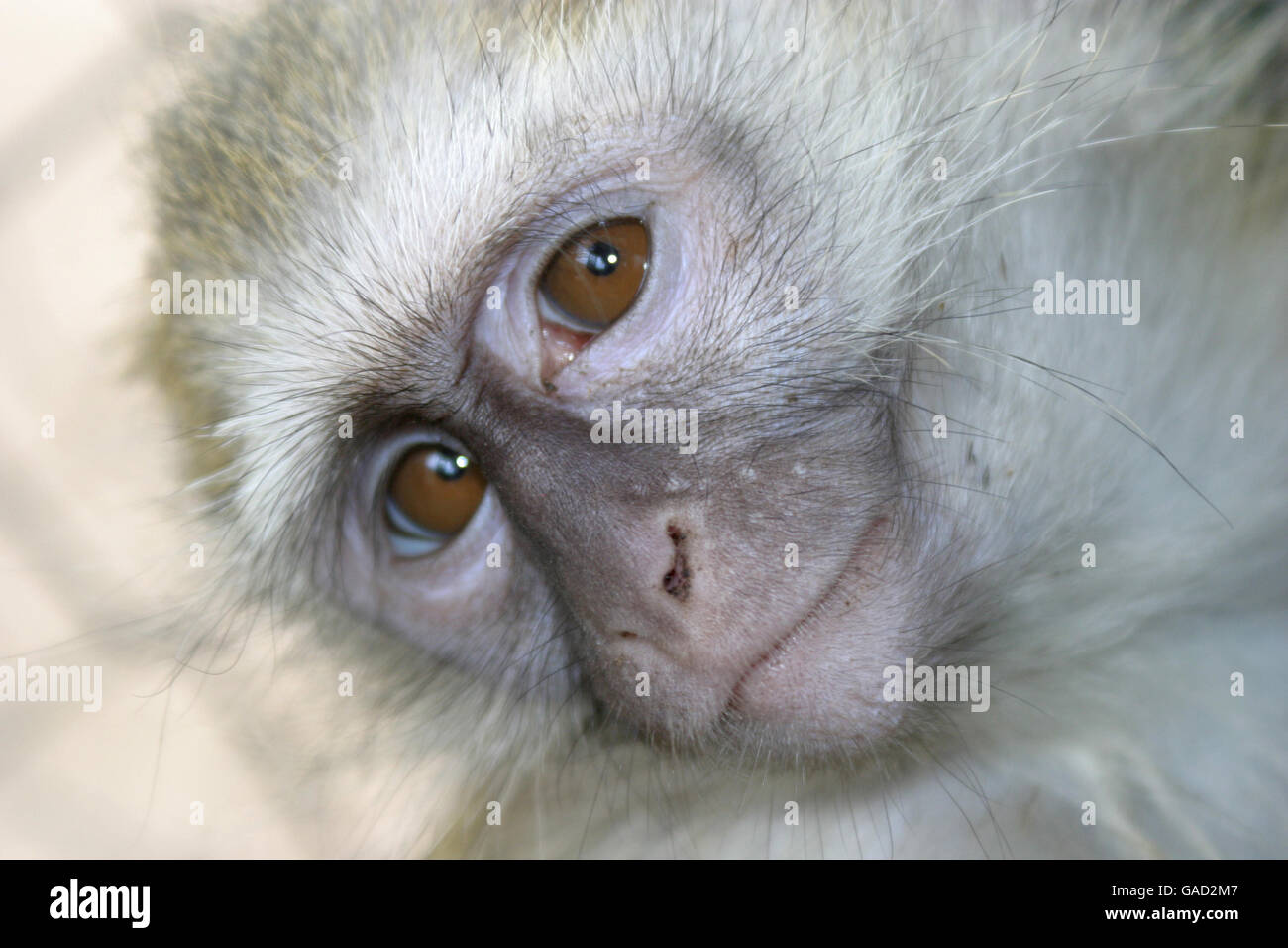 Vervet monkey foundation hi-res stock photography and images - Alamy