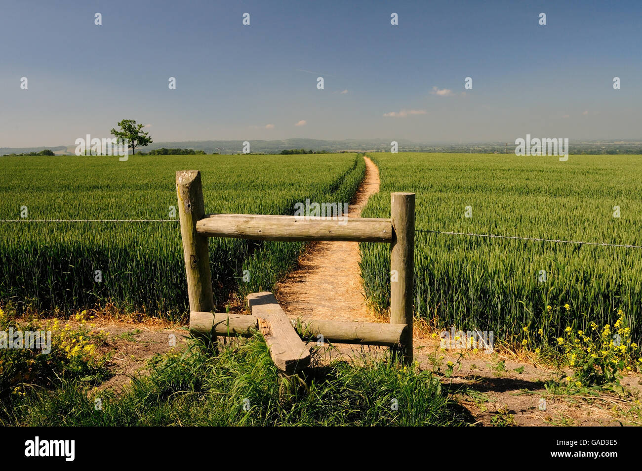 Stile leading to a public footpath through a field crop Stock Photo - Alamy