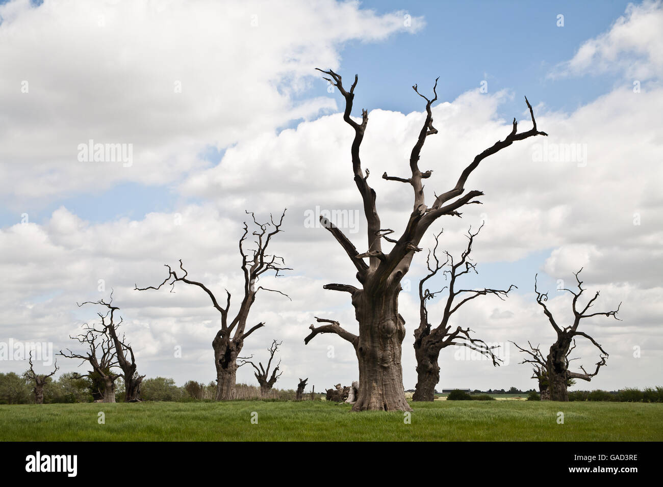 Standing dead oak trees, Mundon, Essex Stock Photo - Alamy