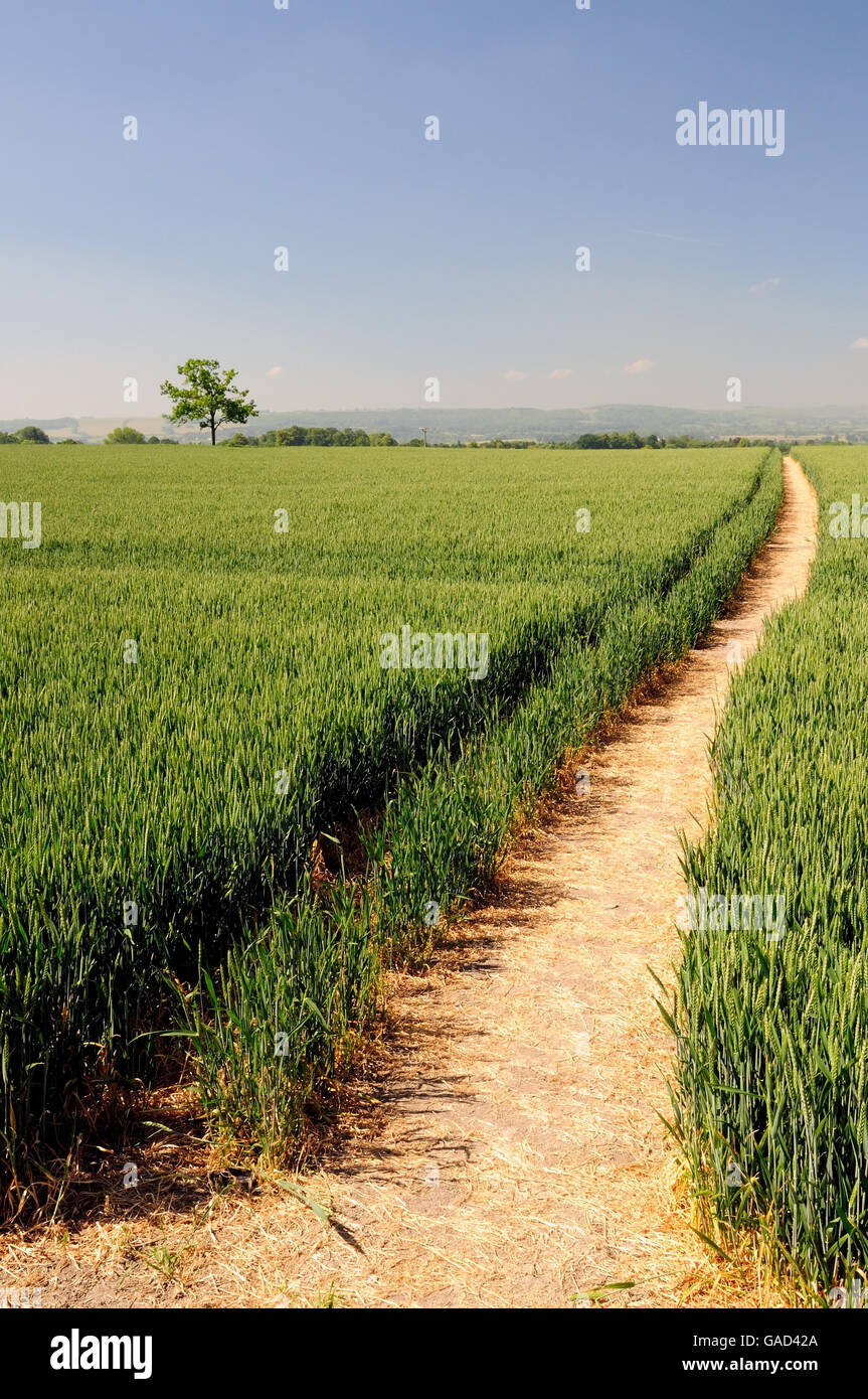 A public footpath through a field crop Stock Photo - Alamy