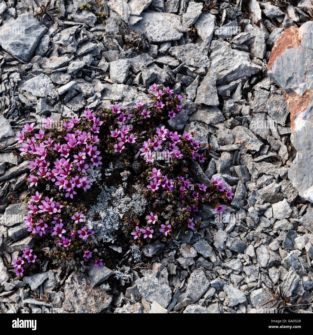 Arctic saxifrage hi-res stock photography and images - Alamy