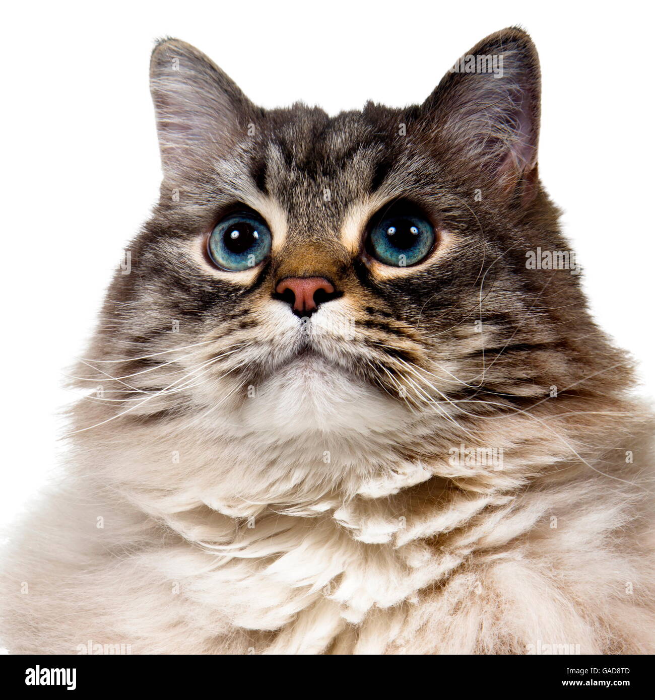 Neva masquerade siberian cat hi-res stock photography and images - Alamy