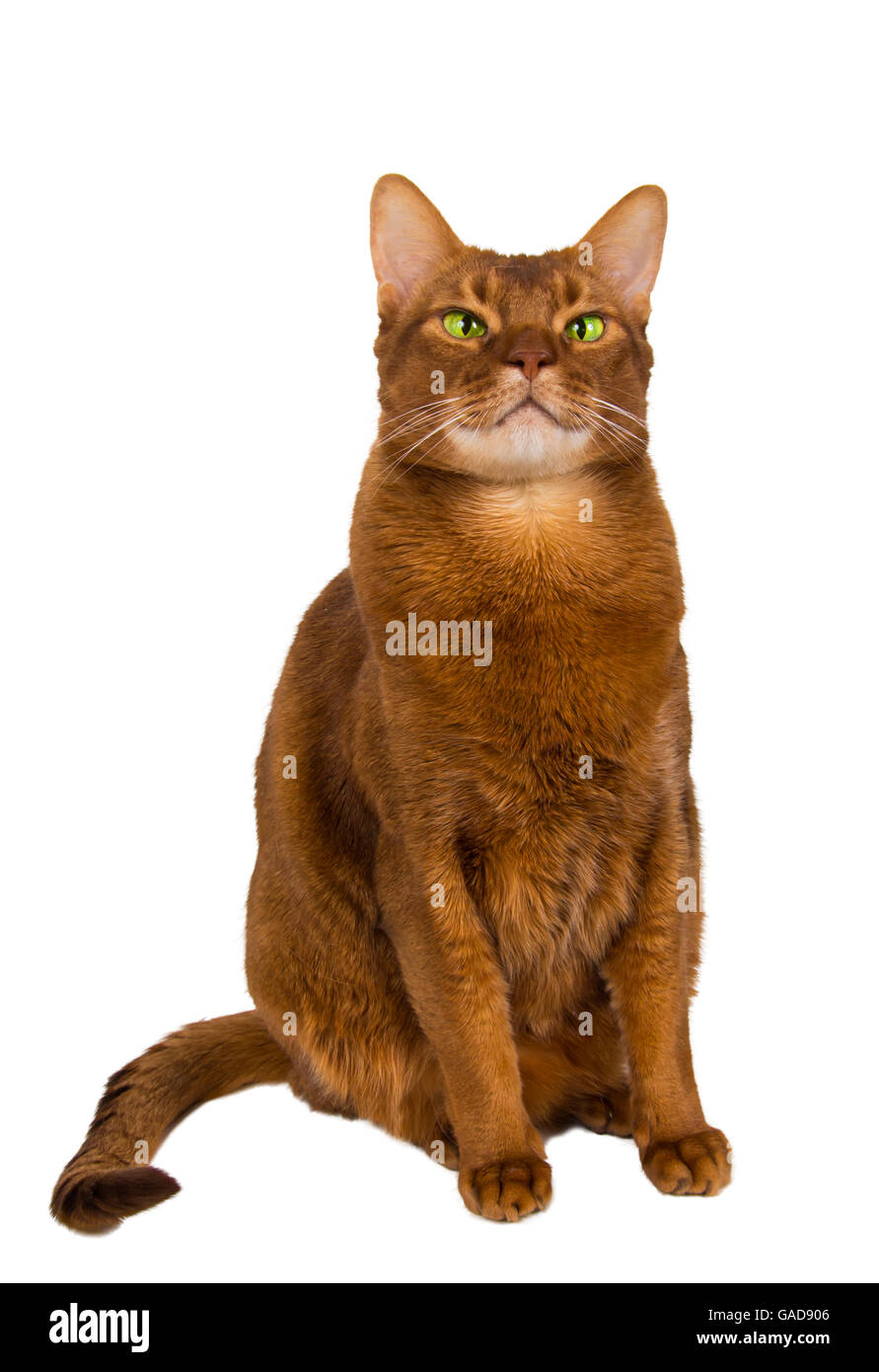 Portrait somali cat hi-res stock photography and images - Alamy