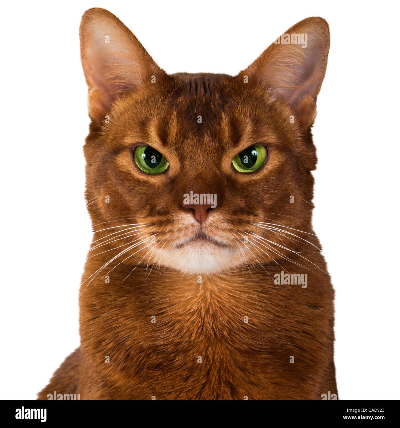 Somali domestic cat hi-res stock photography and images - Alamy