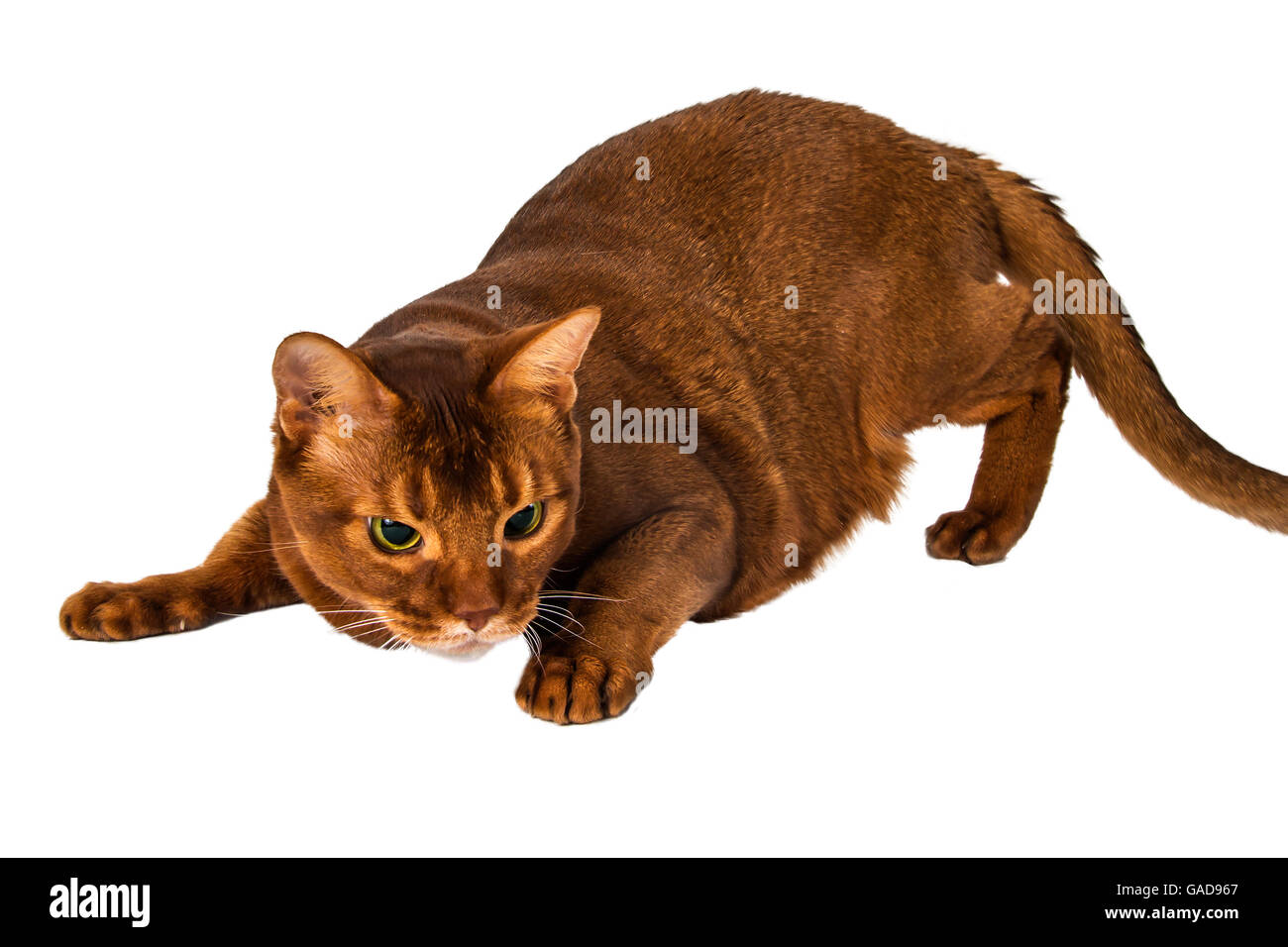 Somali domestic cat hi-res stock photography and images - Alamy