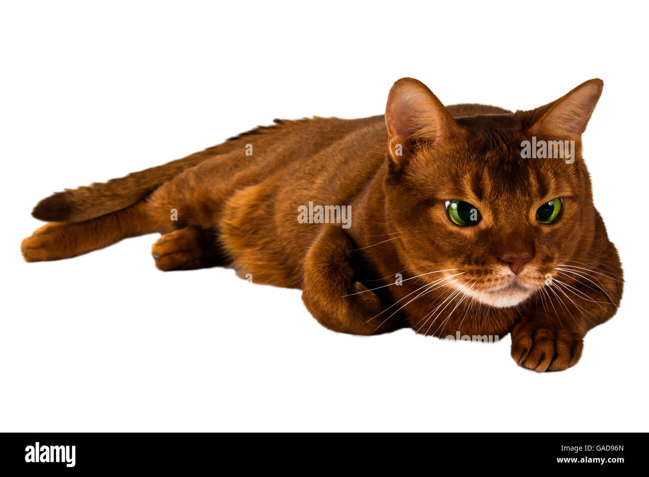abyssinian sorrel domestic cat isolated Stock Photo - Alamy