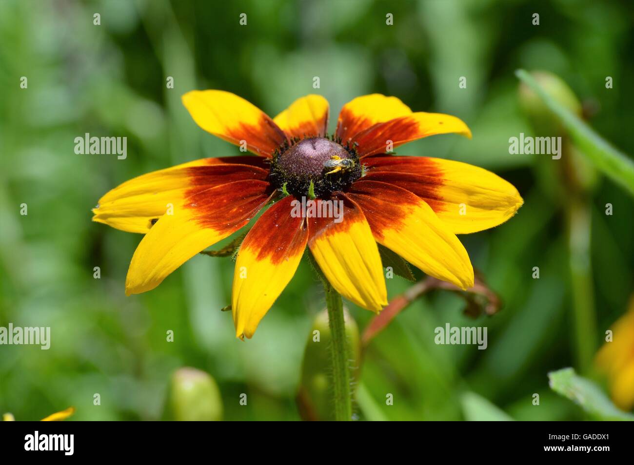 Flower growing in the garden Stock Photo - Alamy