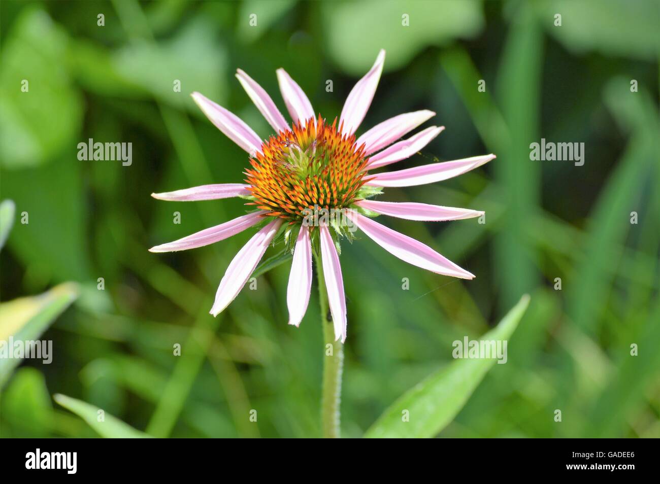 Coneflower in the garden Stock Photo - Alamy