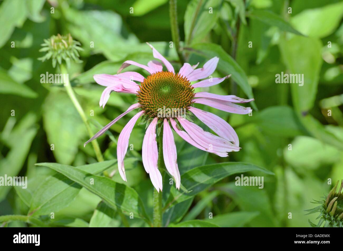 Coneflower in the garden Stock Photo - Alamy