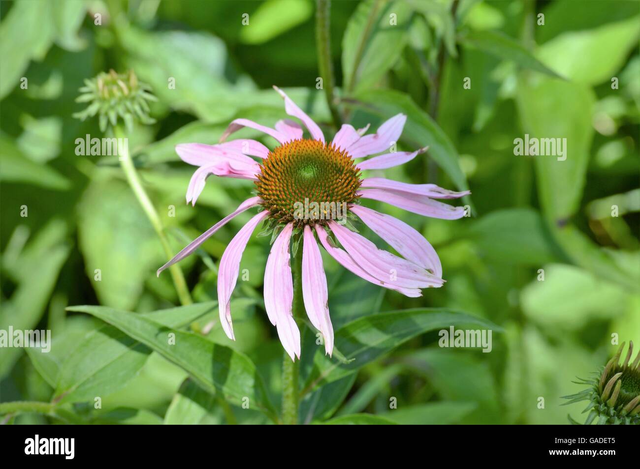 Coneflower in the garden Stock Photo - Alamy