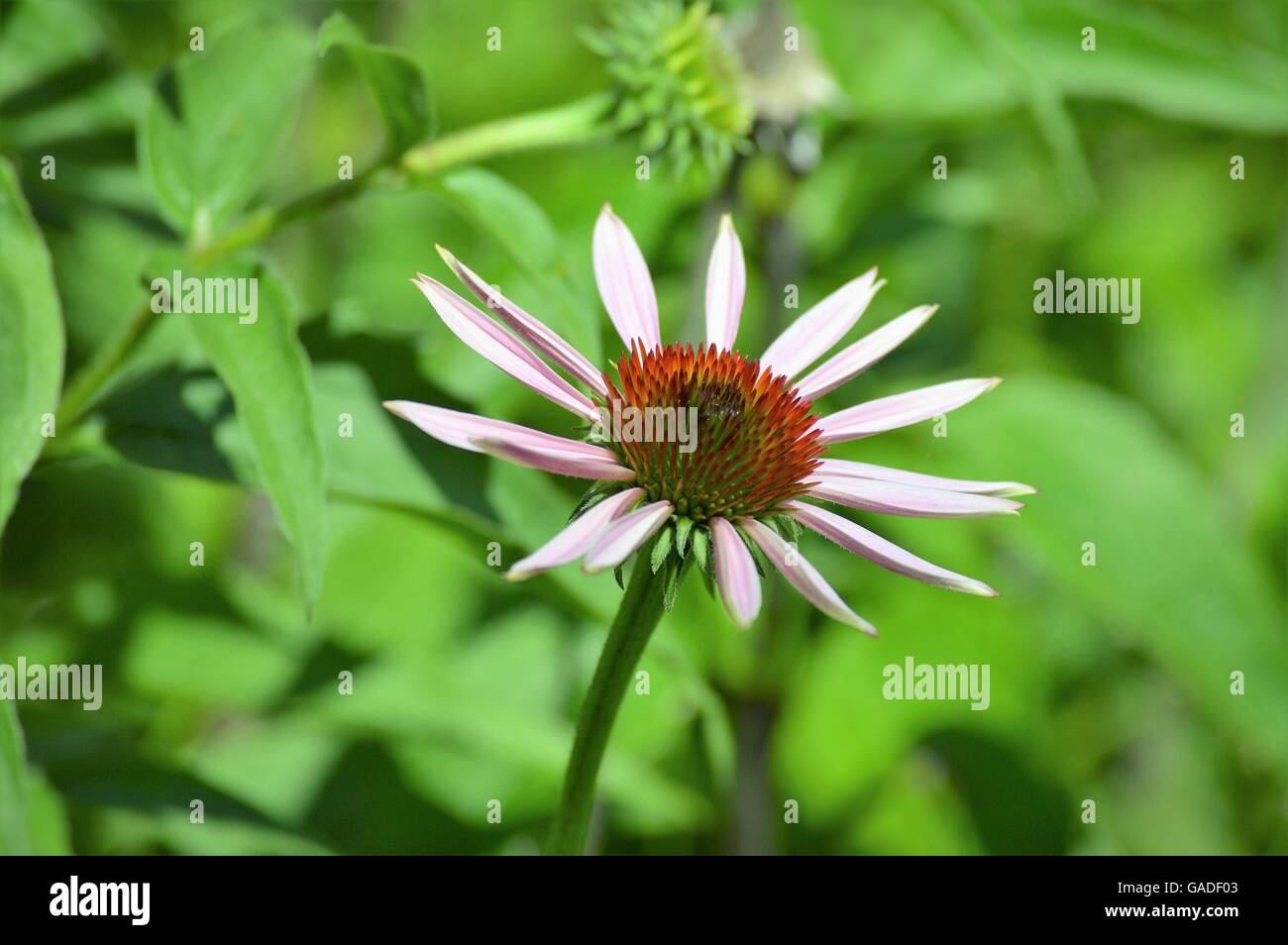 Coneflower in the garden Stock Photo - Alamy