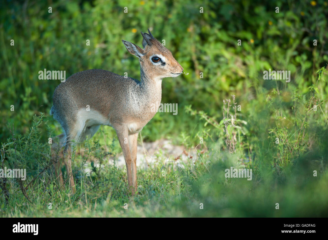 Kirk's dik-dik ( Madoqua kirki), Serengeti National Park, Tanzania ...