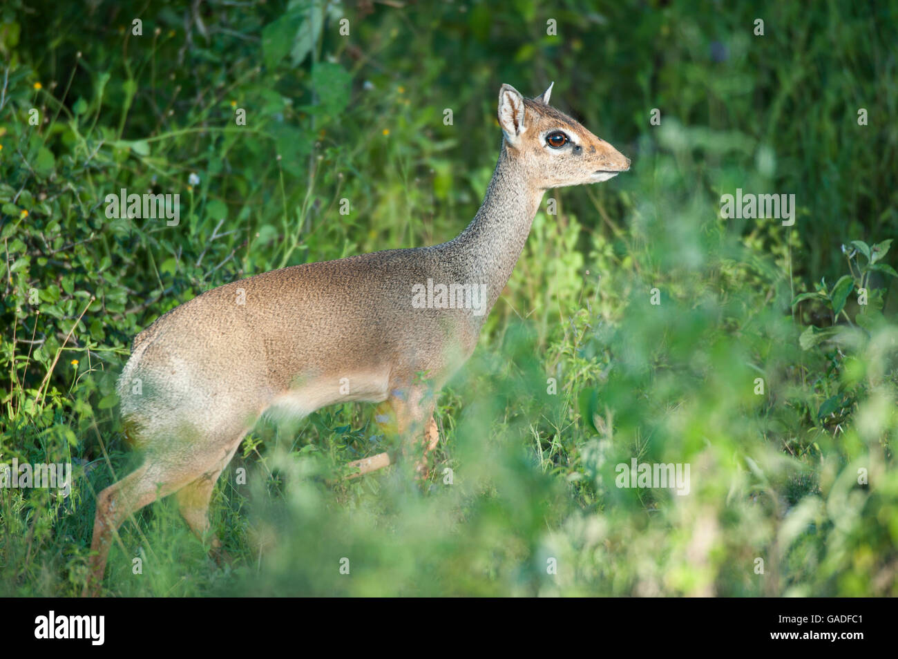 Kirk's dik-dik ( Madoqua kirki), Serengeti National Park, Tanzania ...
