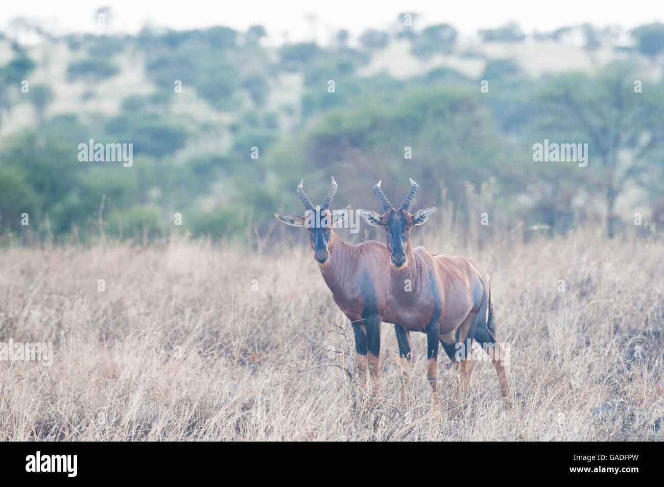 Topi (Damaliscus lunatus jimela), Serengeti National Park, Tanzania ...