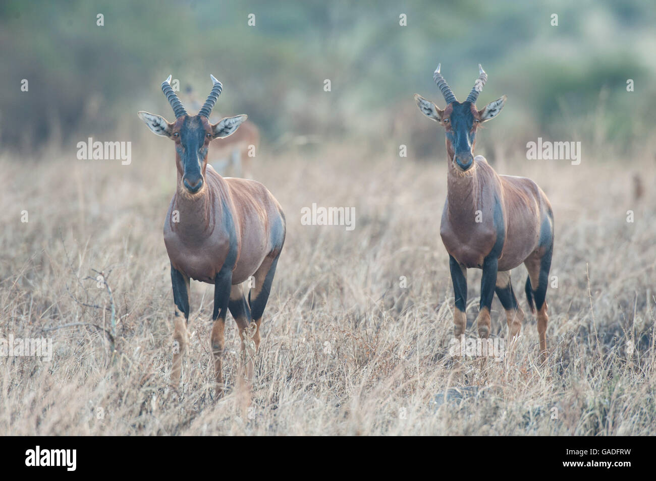 Topi (Damaliscus lunatus jimela), Serengeti National Park, Tanzania ...