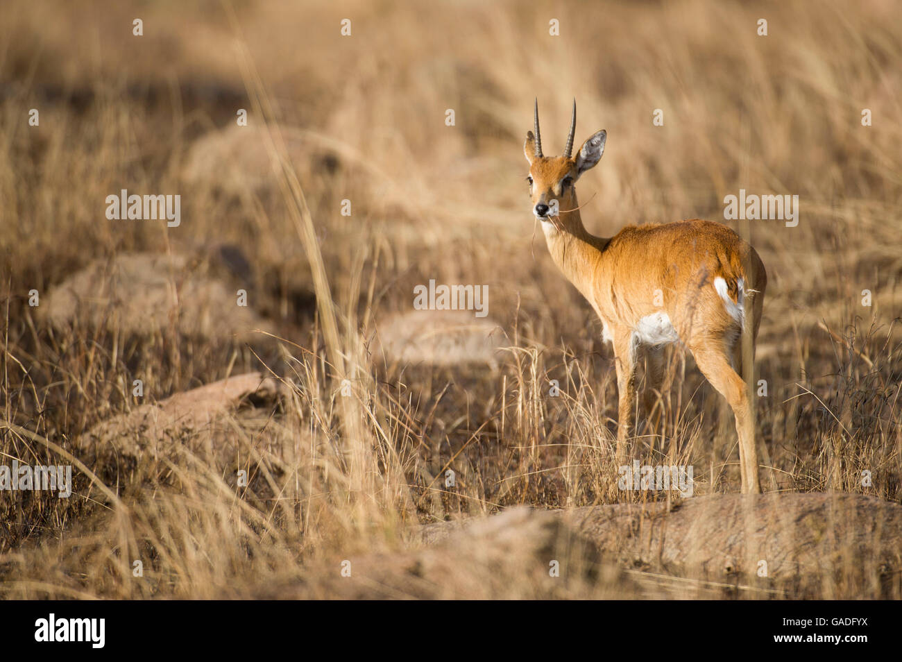 Male oribi hi-res stock photography and images - Alamy