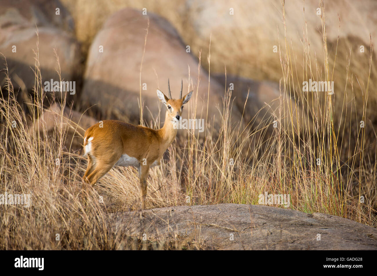 Oribi ram (Ourebia ourebi), Serengeti National Park, Tanzania Stock ...