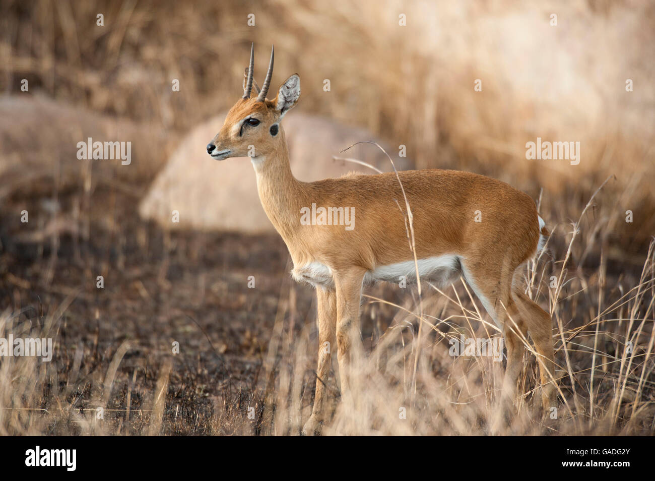 Male oribi hi-res stock photography and images - Alamy