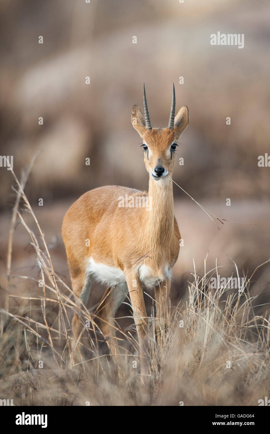 Oribi ram (Ourebia ourebi), Serengeti National Park, Tanzania Stock ...