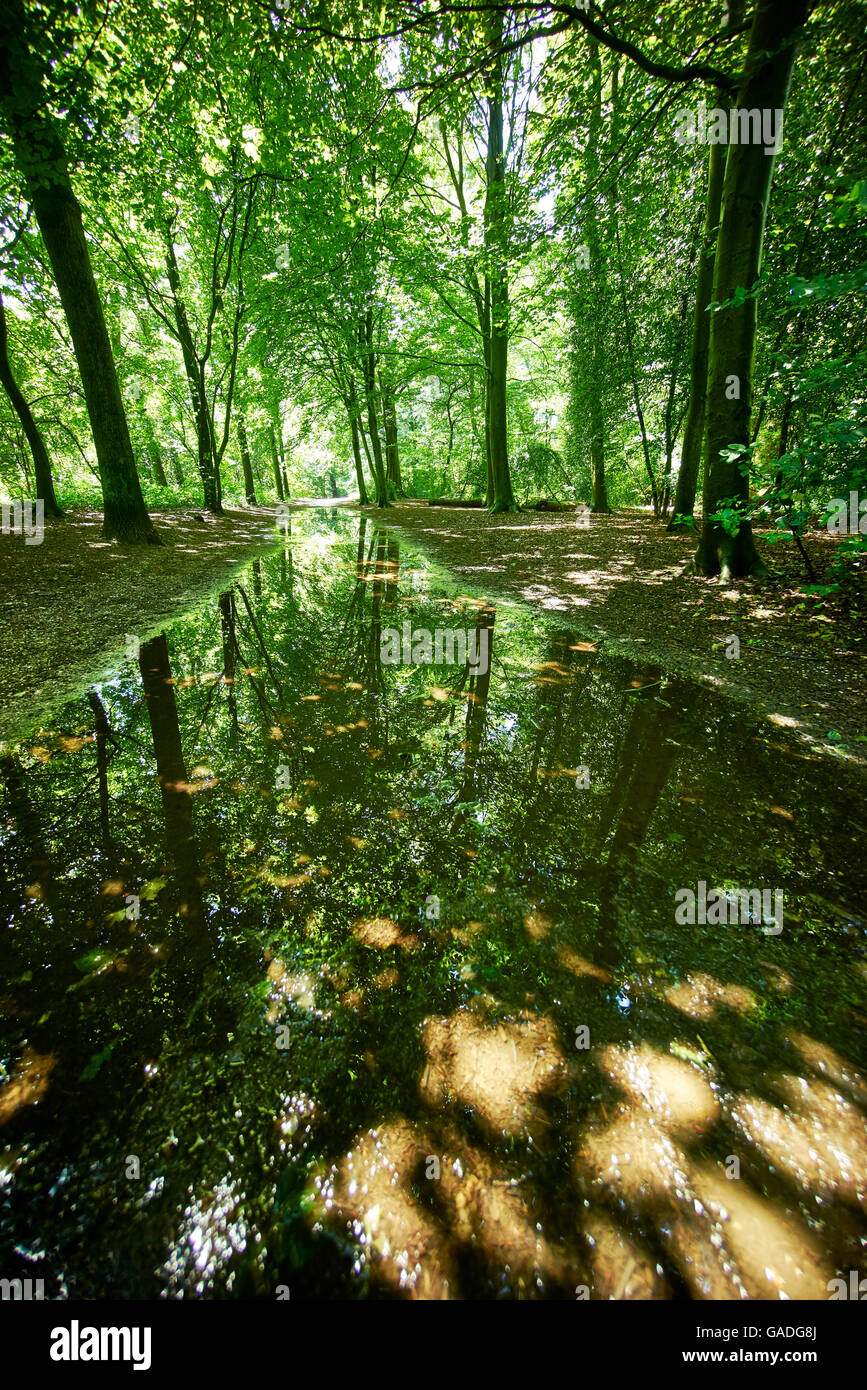 trees in a green forest with rainwater Stock Photo - Alamy