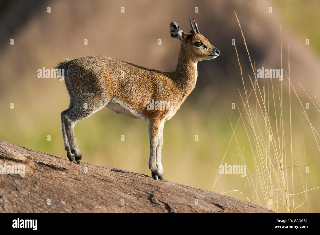 Antelope on a rock hi-res stock photography and images - Alamy