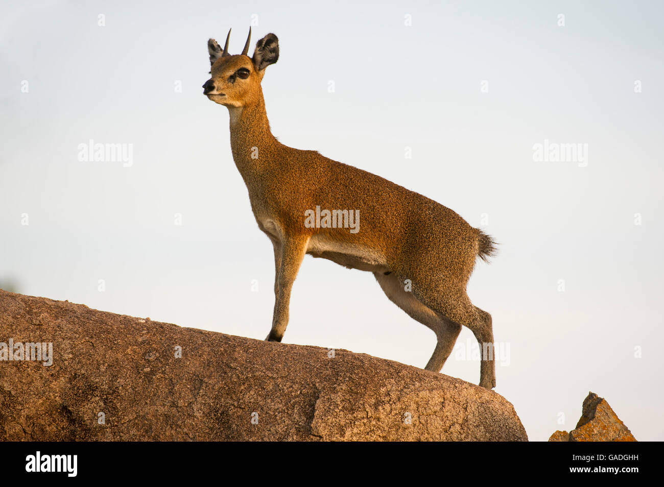 Klipspringer Wildlife High Resolution Stock Photography and Images - Alamy