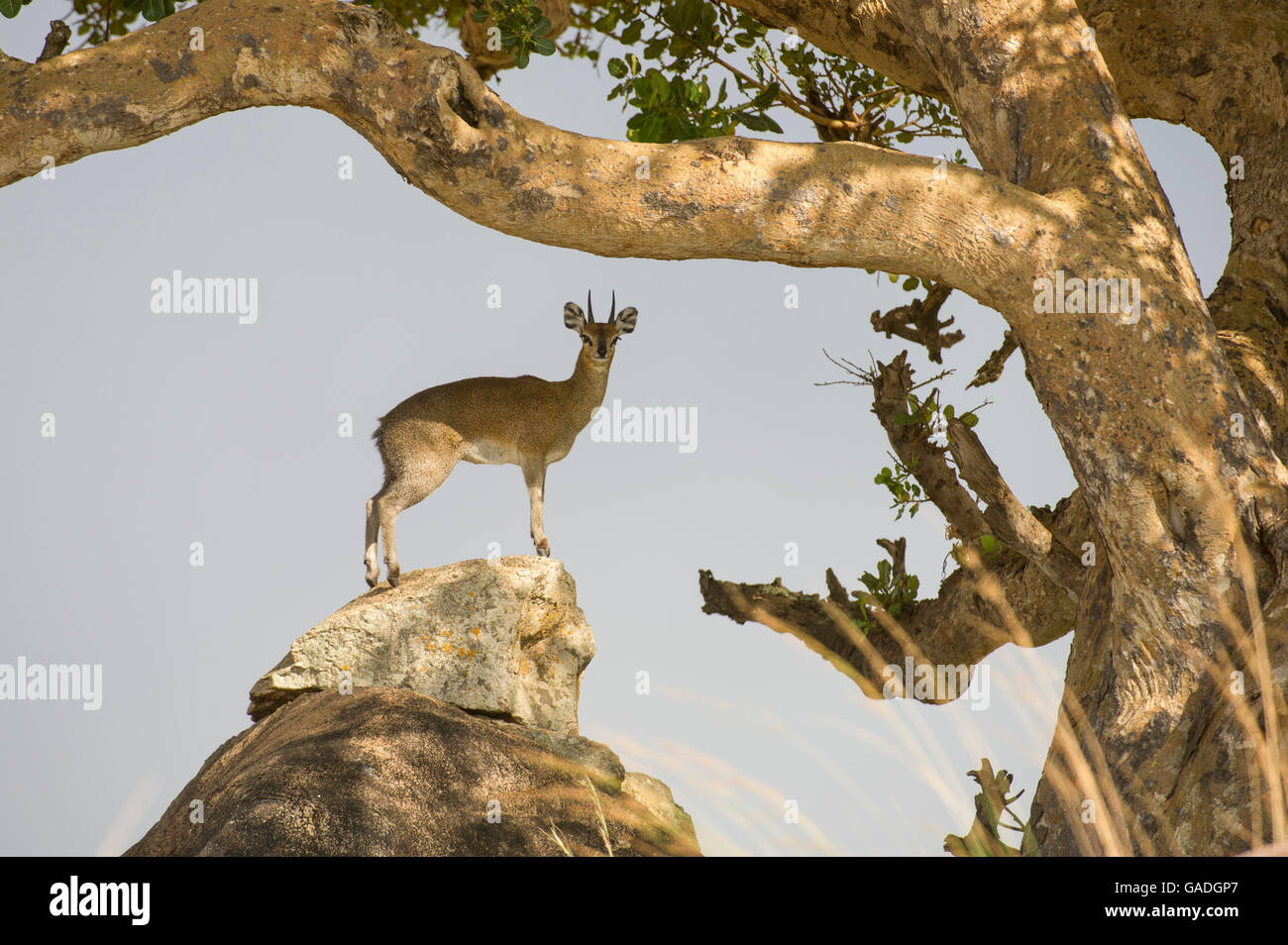 Klipspringer on rock hi-res stock photography and images - Alamy