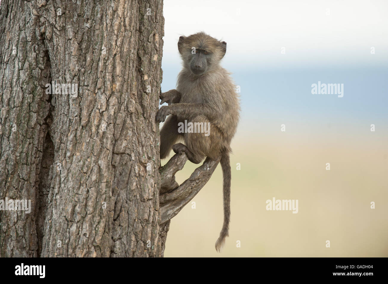 Olive baboon climbing tree hi-res stock photography and images - Alamy