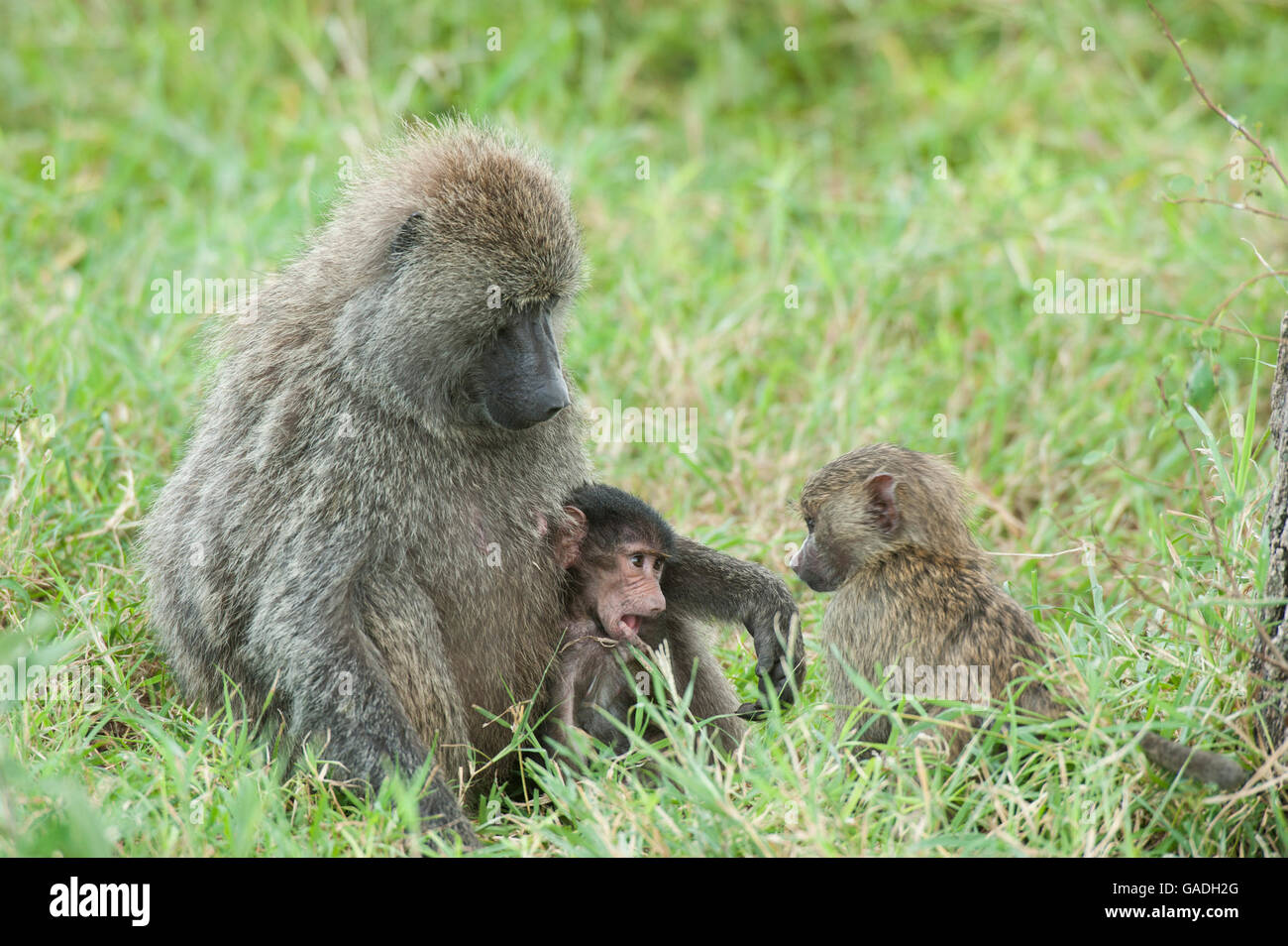 Papio anubis serengeti hi-res stock photography and images - Alamy