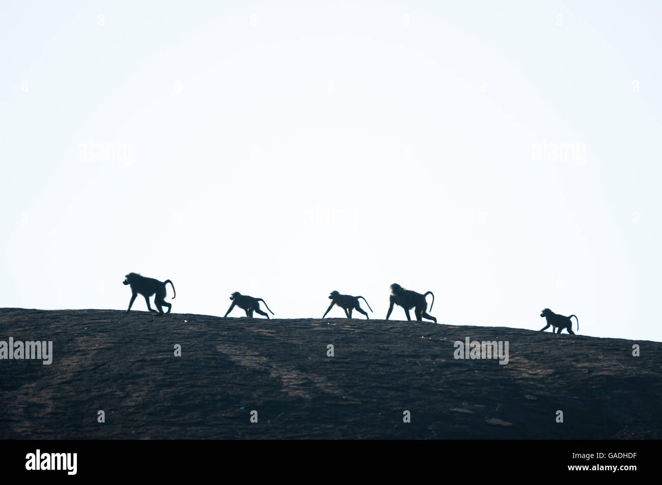 Primate walking hi-res stock photography and images - Alamy