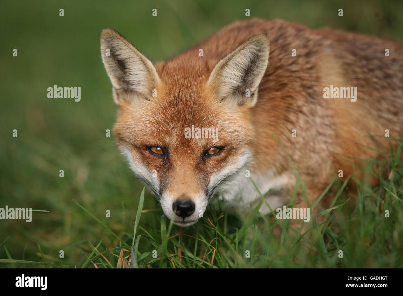 Animalstck hi-res stock photography and images - Alamy