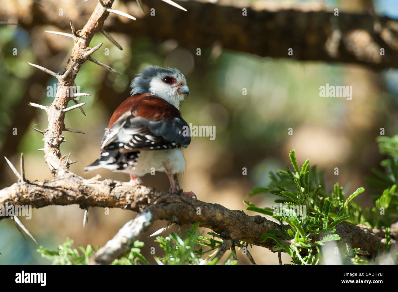 African pygmy falcon (Polihierax semitorquatus), Serengeti National ...