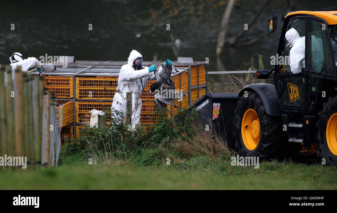 Dead turkeys loaded onto jcb redgrave park hi-res stock photography and ...