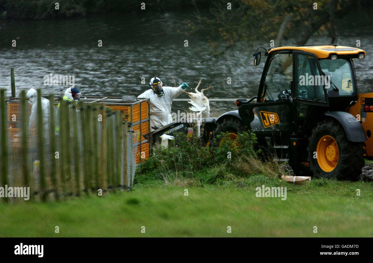 Dead turkeys loaded onto jcb redgrave park hi-res stock photography and ...