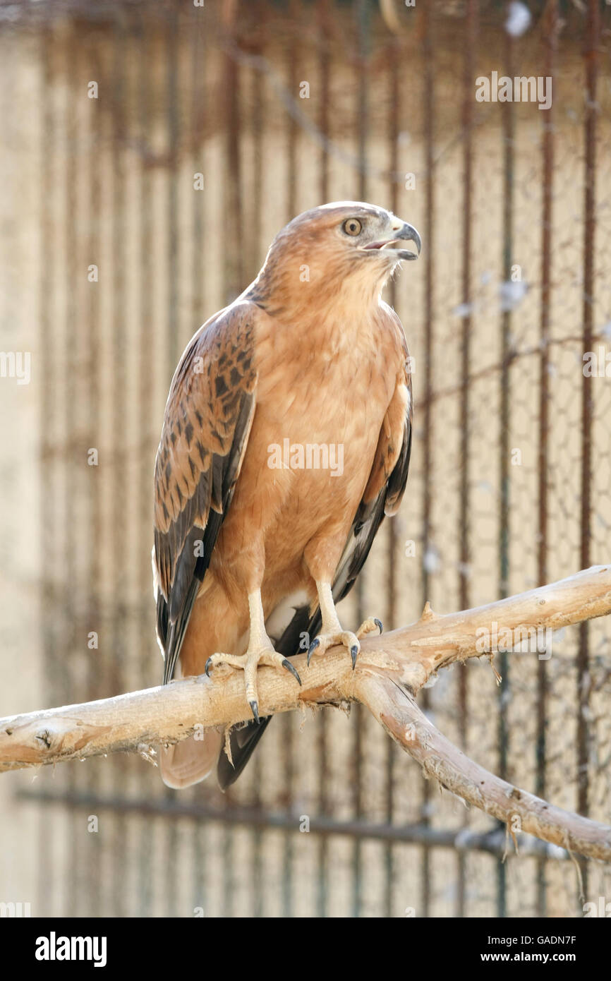A bird of prey kept in Zoo in Tozeur, Tunisia Stock Photo - Alamy