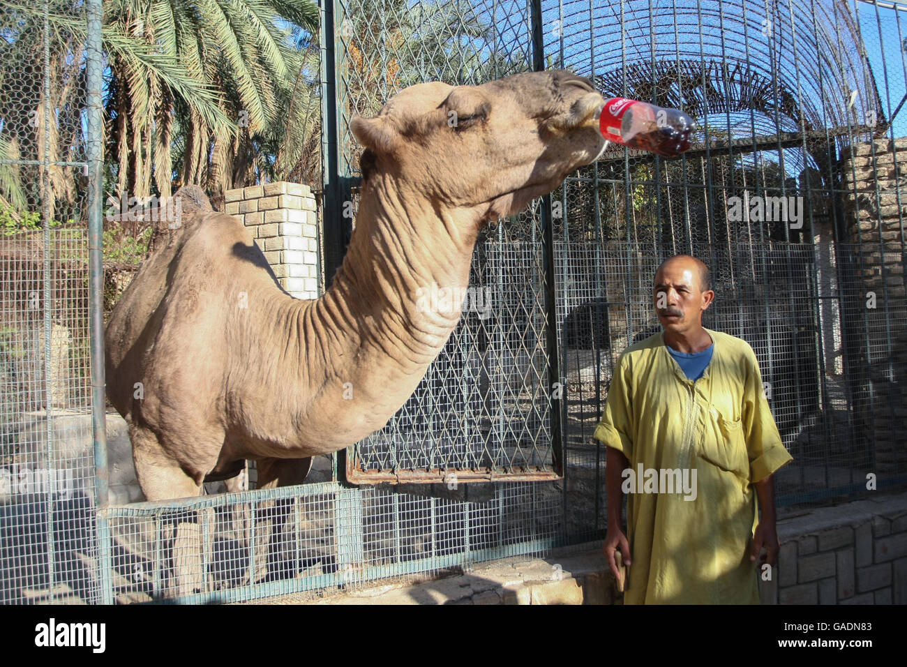 TOZEUR, TUNISIA - SEPTEMBER 16, 2012 : A worker in a zoo standing next ...