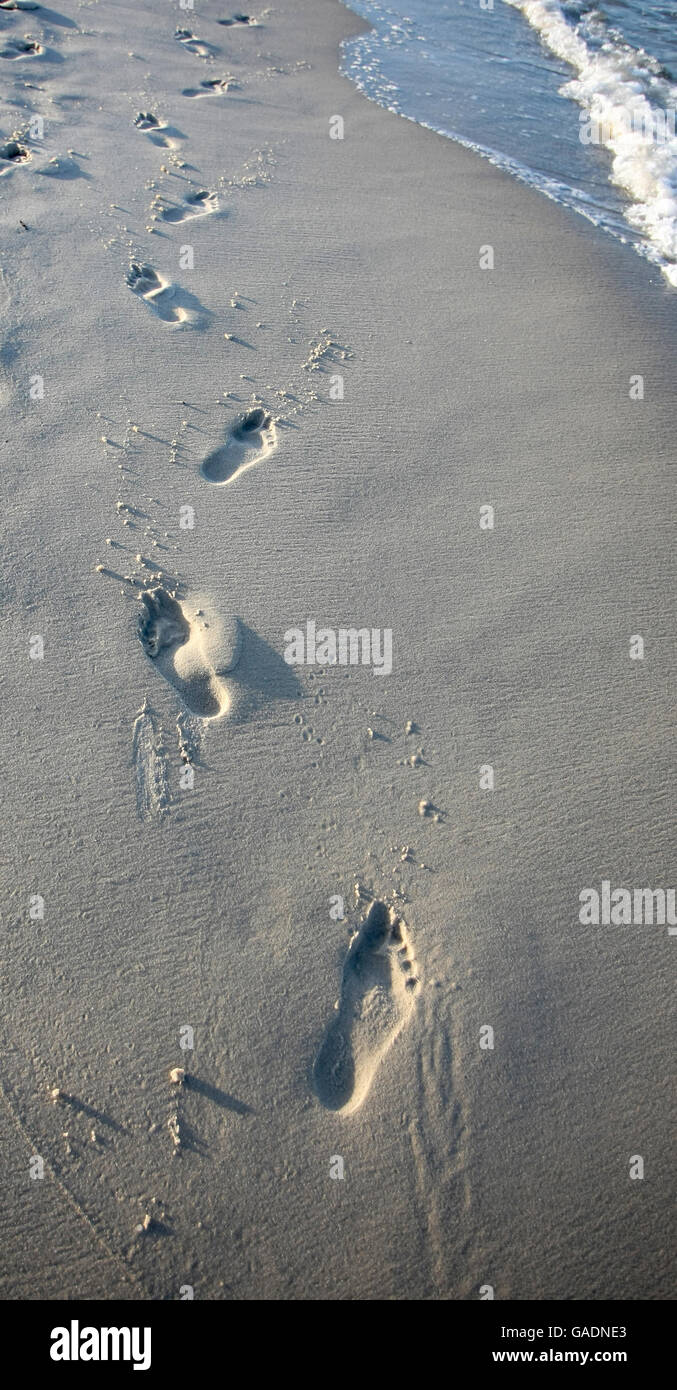 Footprints in the sand on the beach at sunset Stock Photo - Alamy