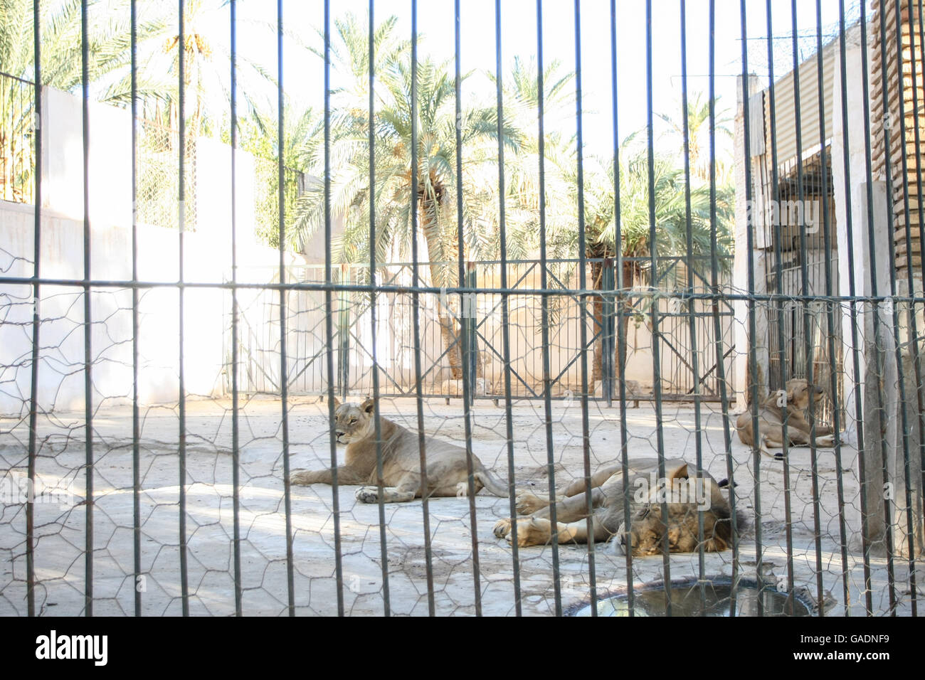 Zoo Animals Cage Stock Photos & Zoo Animals Cage Stock Images - Alamy