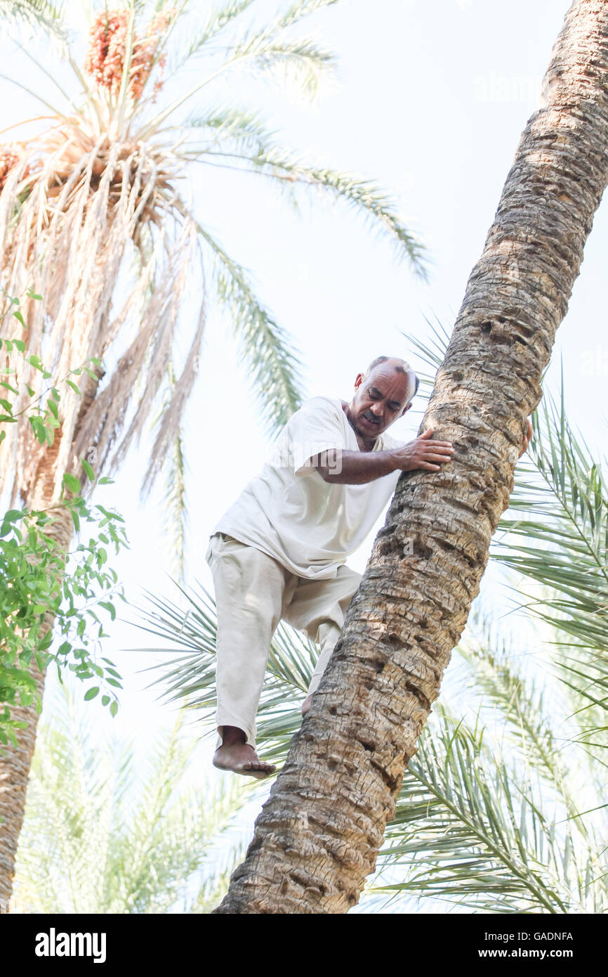 A worker climbing on a palm tree at a date palm plantation in an oasis ...