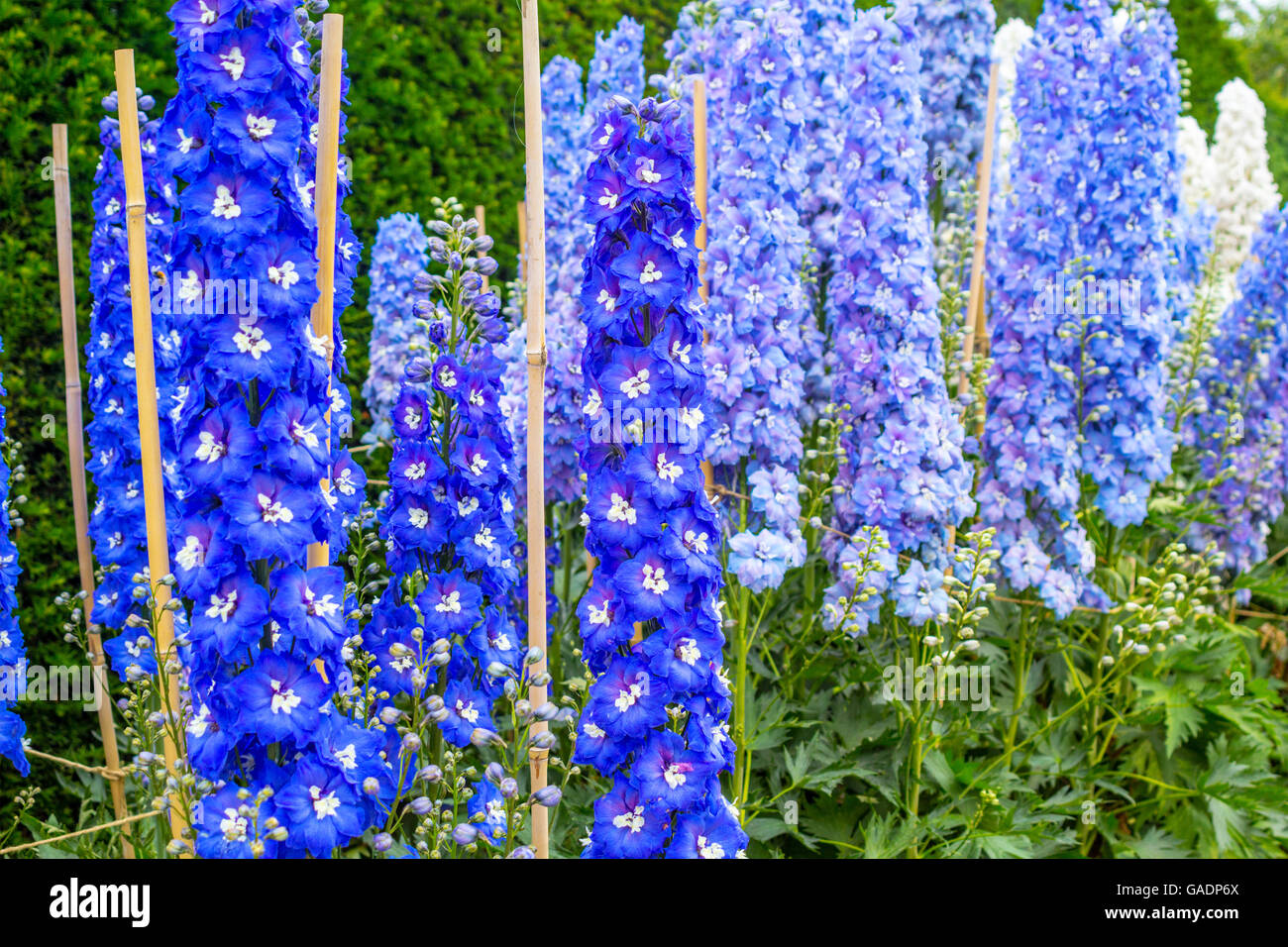 Blue delphinium blossom in the garden Stock Photo - Alamy