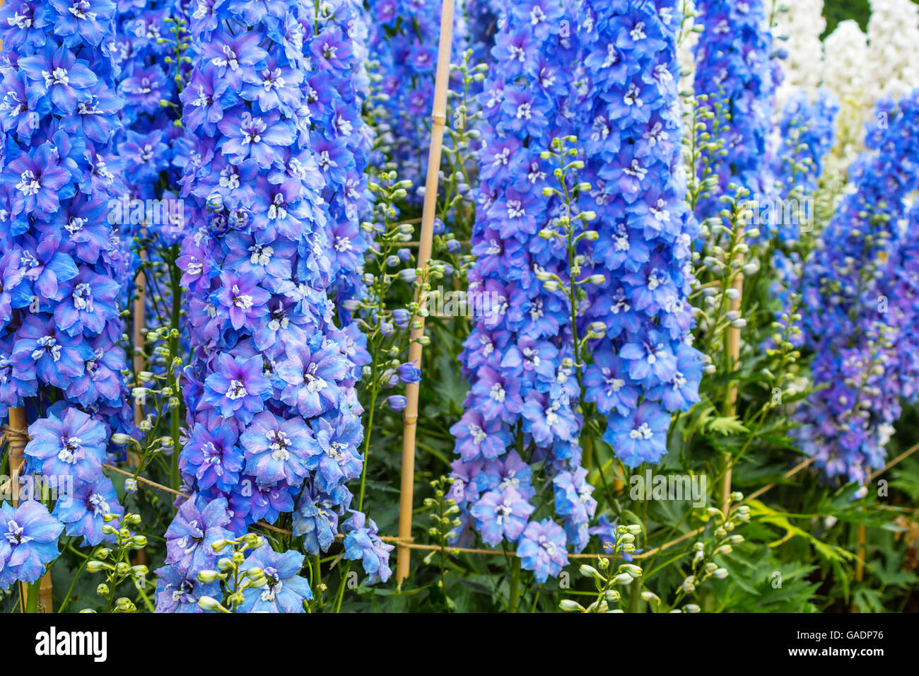 Blue delphinium blossom in the garden Stock Photo - Alamy