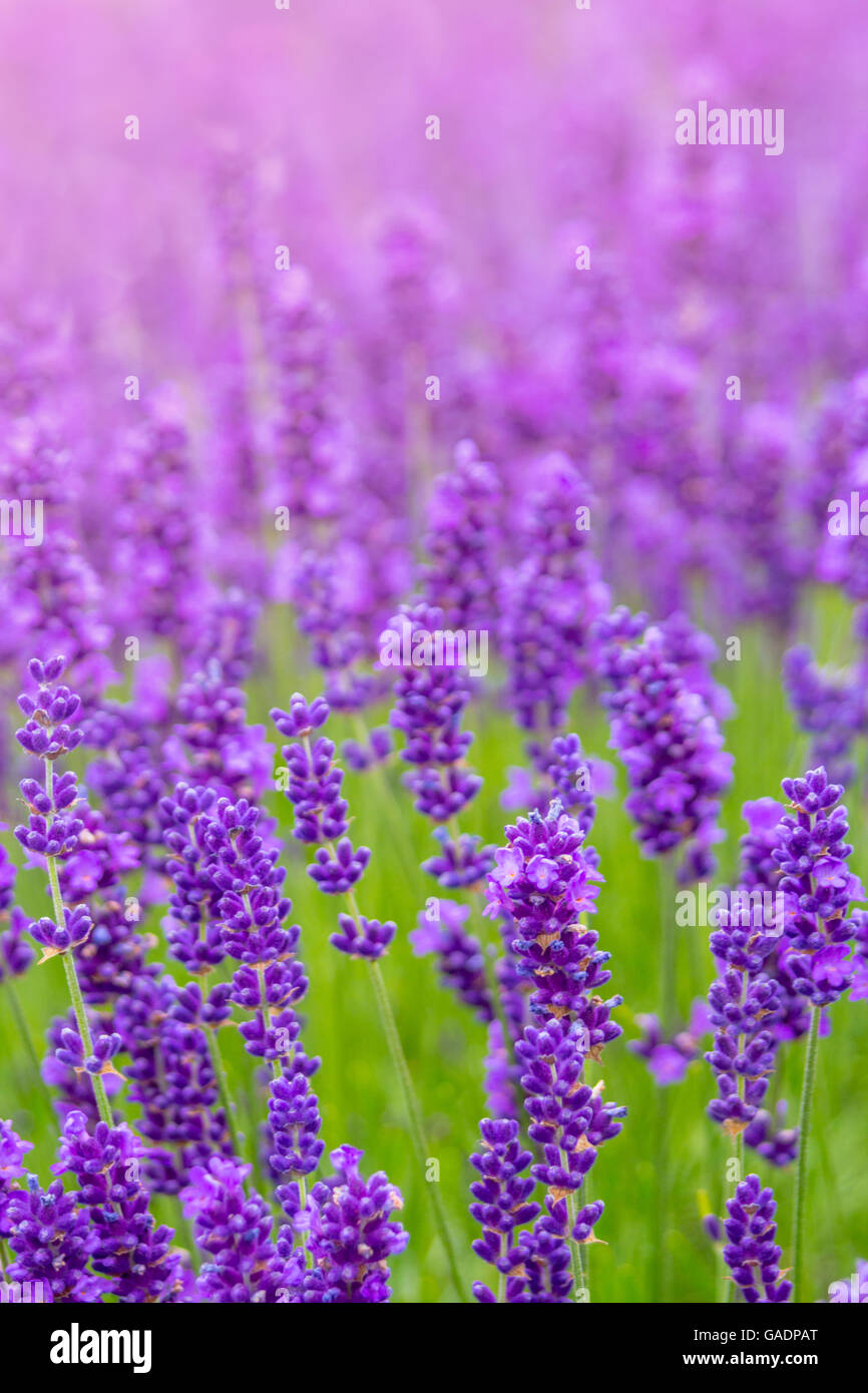 Lavender meadow close up Stock Photo - Alamy