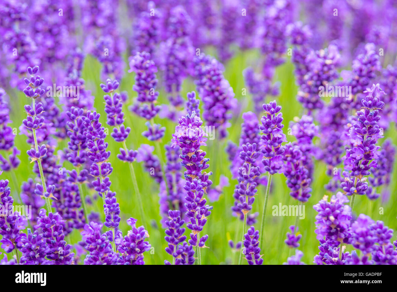 Lavender meadow close up Stock Photo - Alamy