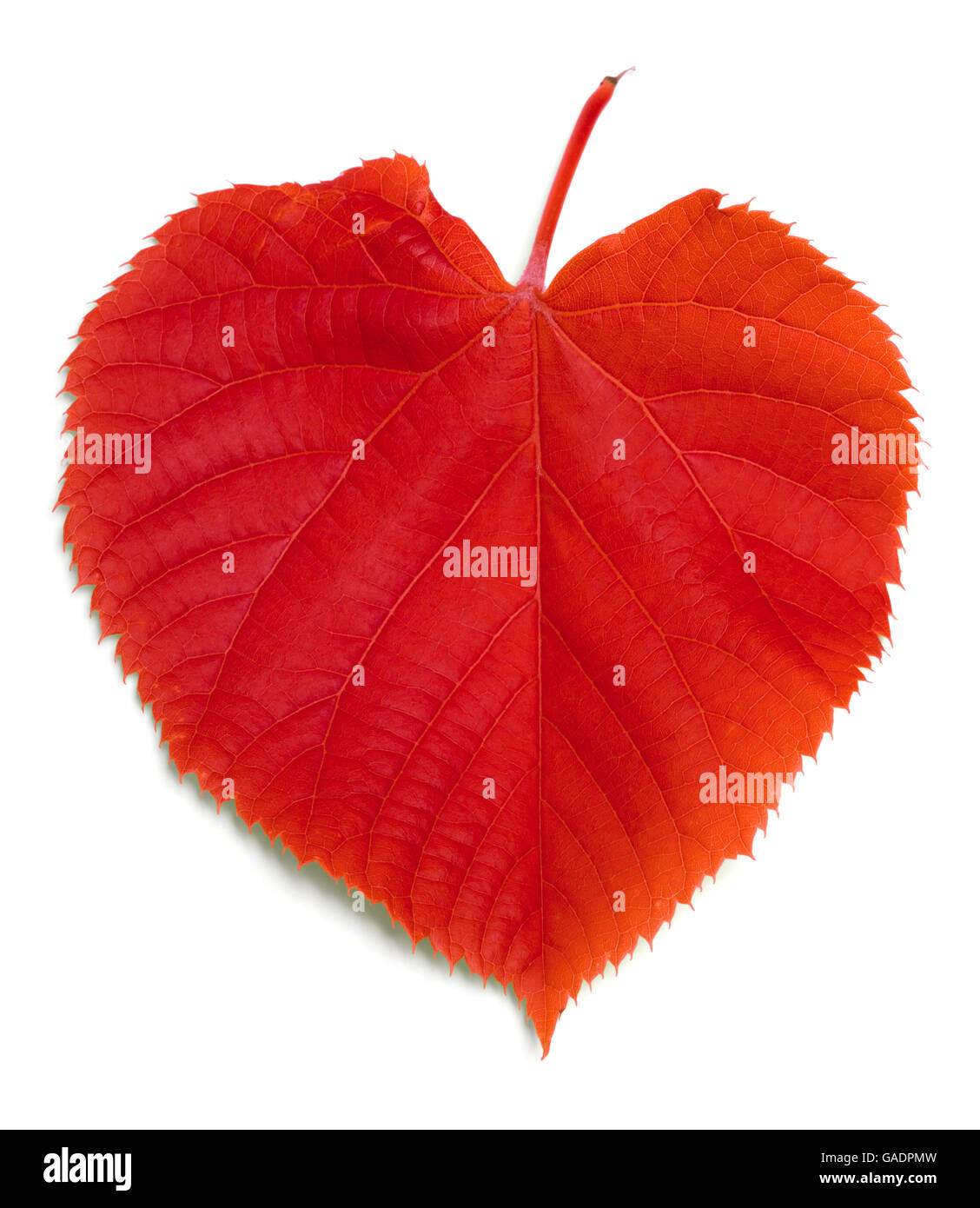 Red tilia leaf isolated on white background Stock Photo - Alamy