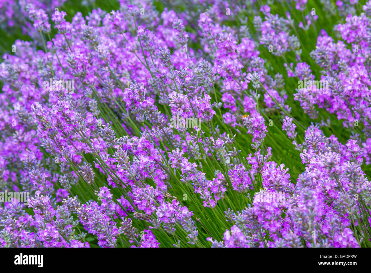 Lavender meadow close up in the garden Stock Photo - Alamy