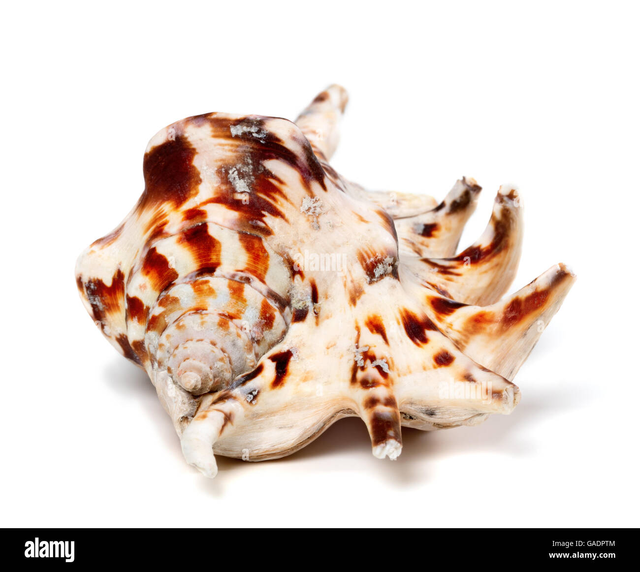 Lambis tiger shell isolated on white background Stock Photo - Alamy