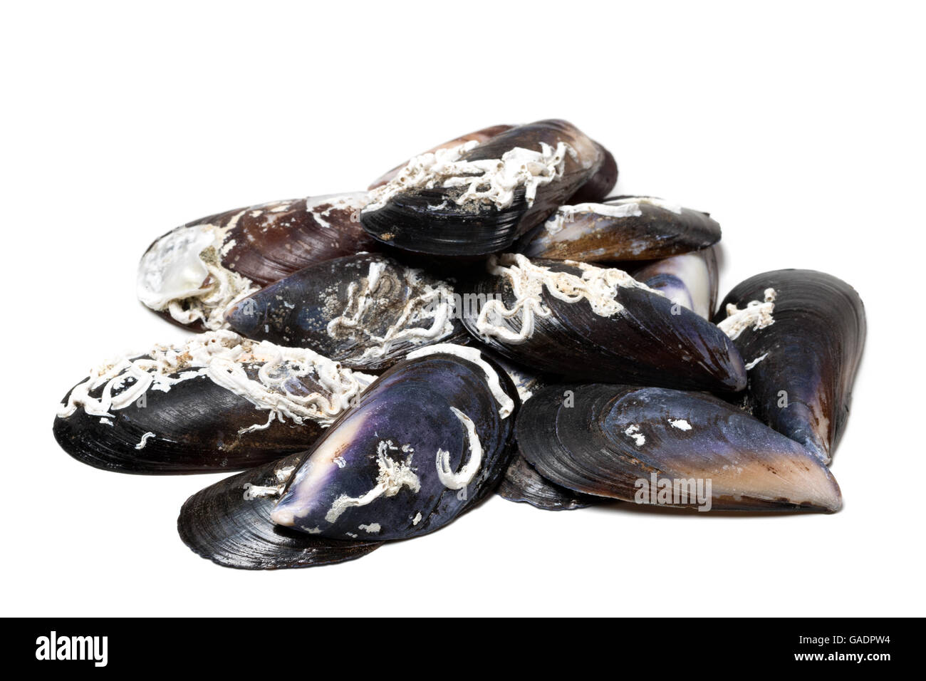 Shells of mussels isolated on white background Stock Photo - Alamy