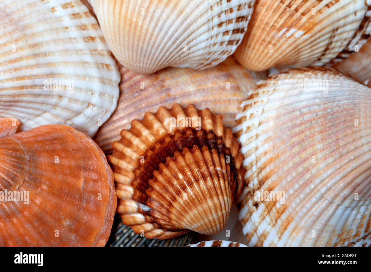 Shells of anadara and scallop. Natural background Stock Photo - Alamy